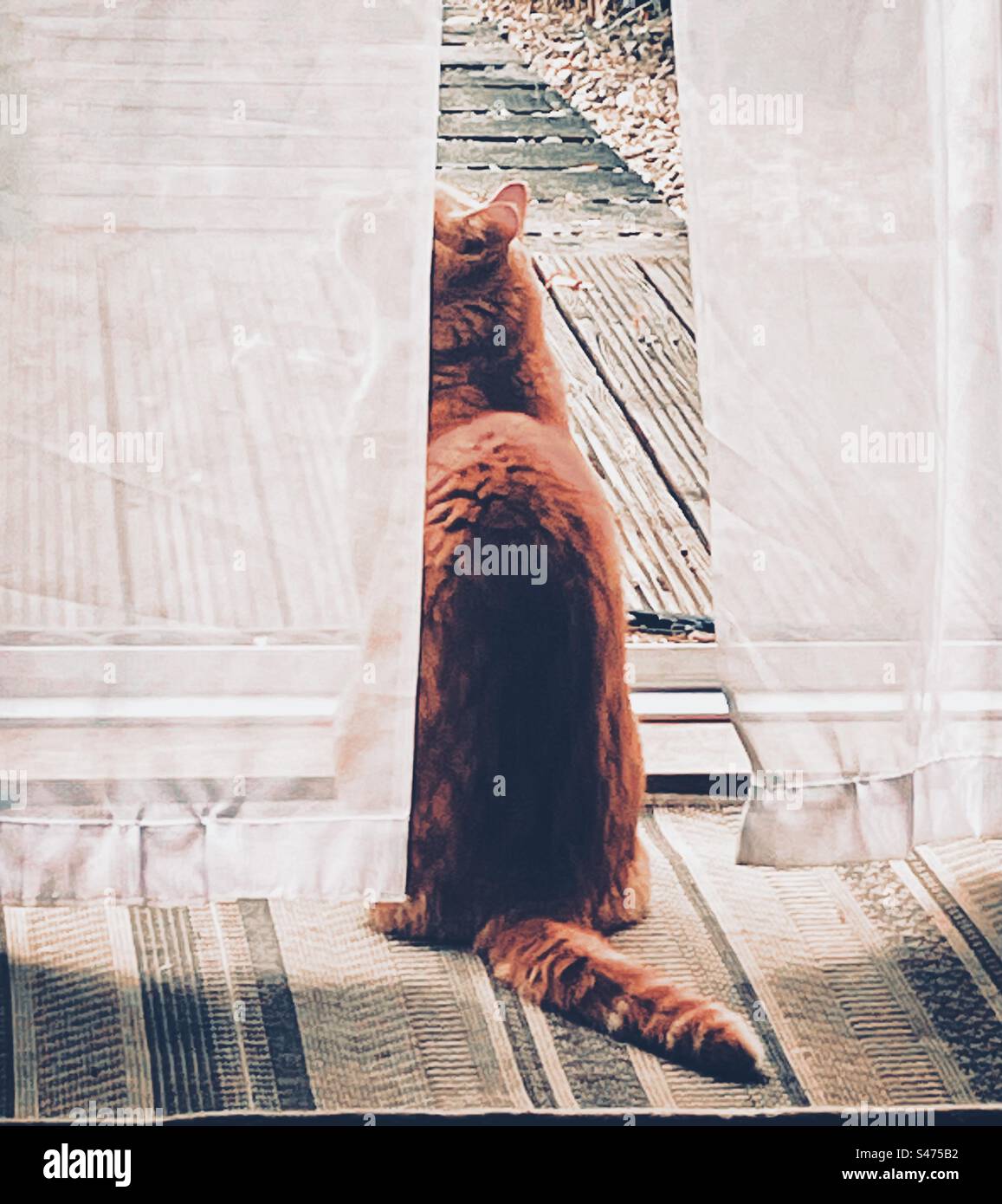Ginger cat watching the rain falling from his back door Stock Photo - Alamy