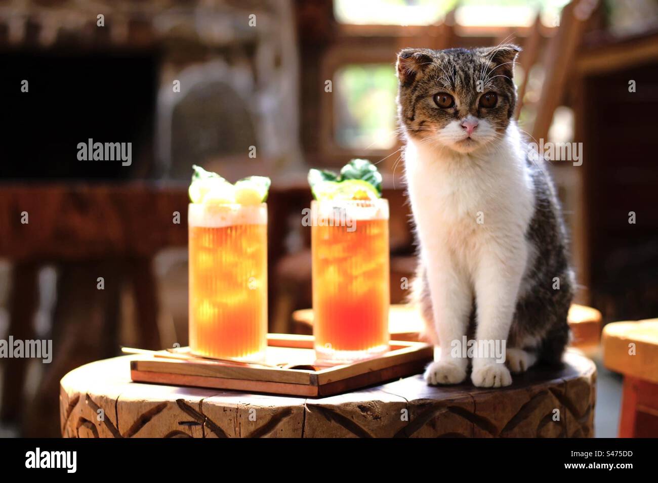 A day with friends, cat in the coffee shop Stock Photo - Alamy