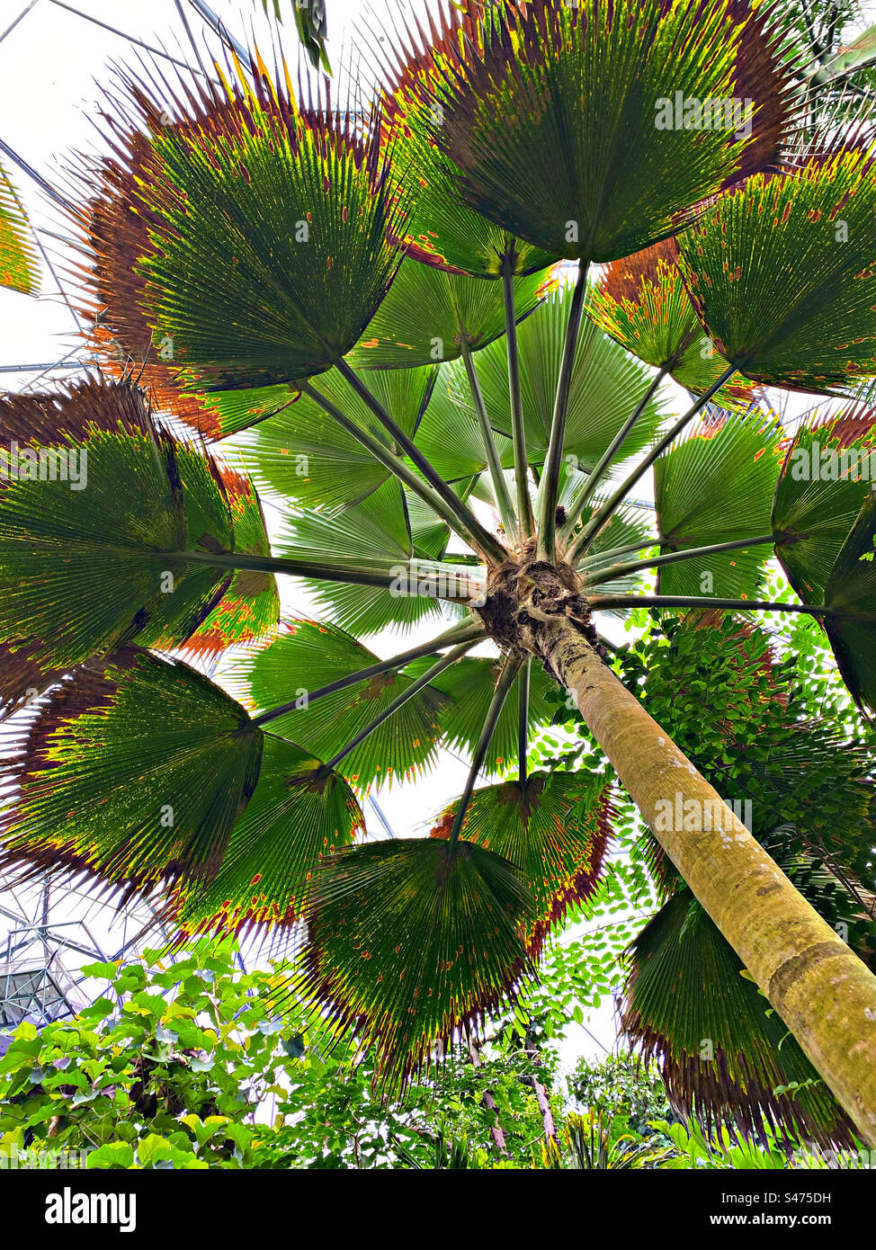 Eden project palm tree hi-res stock photography and images - Alamy