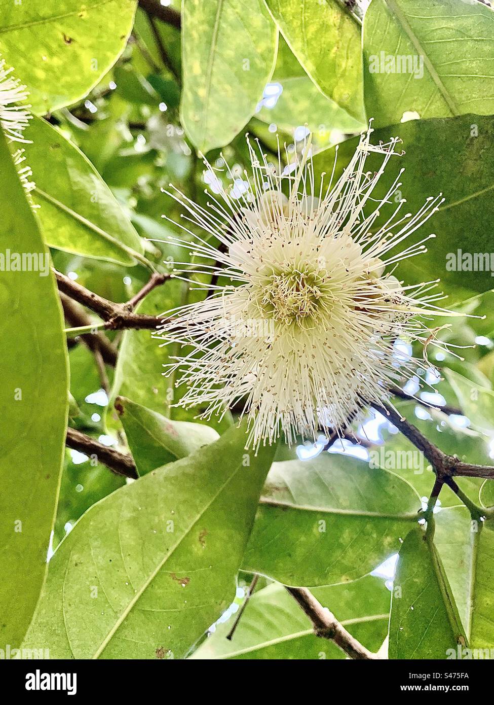 Syzygium samarangense flower Stock Photo - Alamy