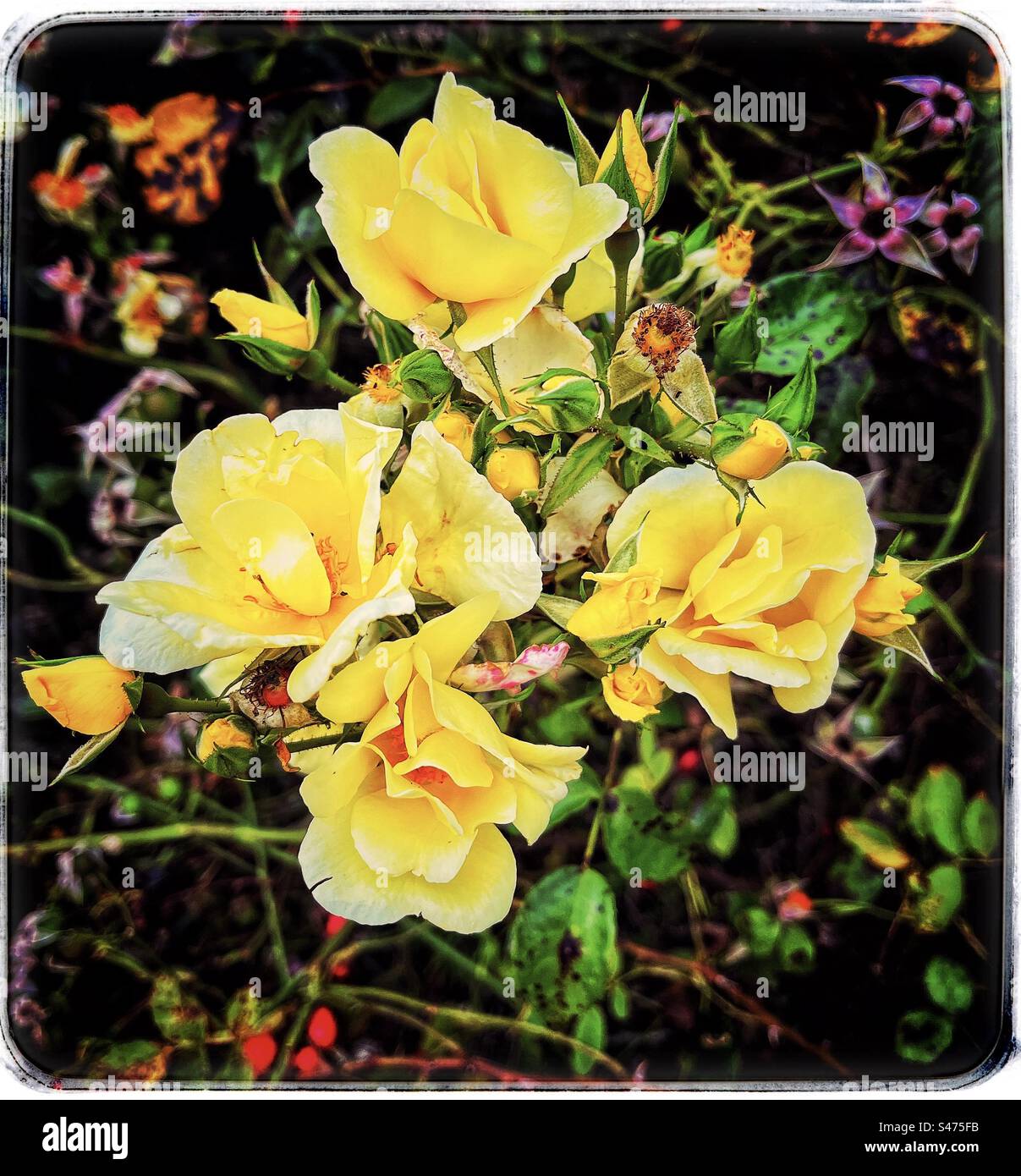 Bright yellow roses hi-res stock photography and images - Alamy