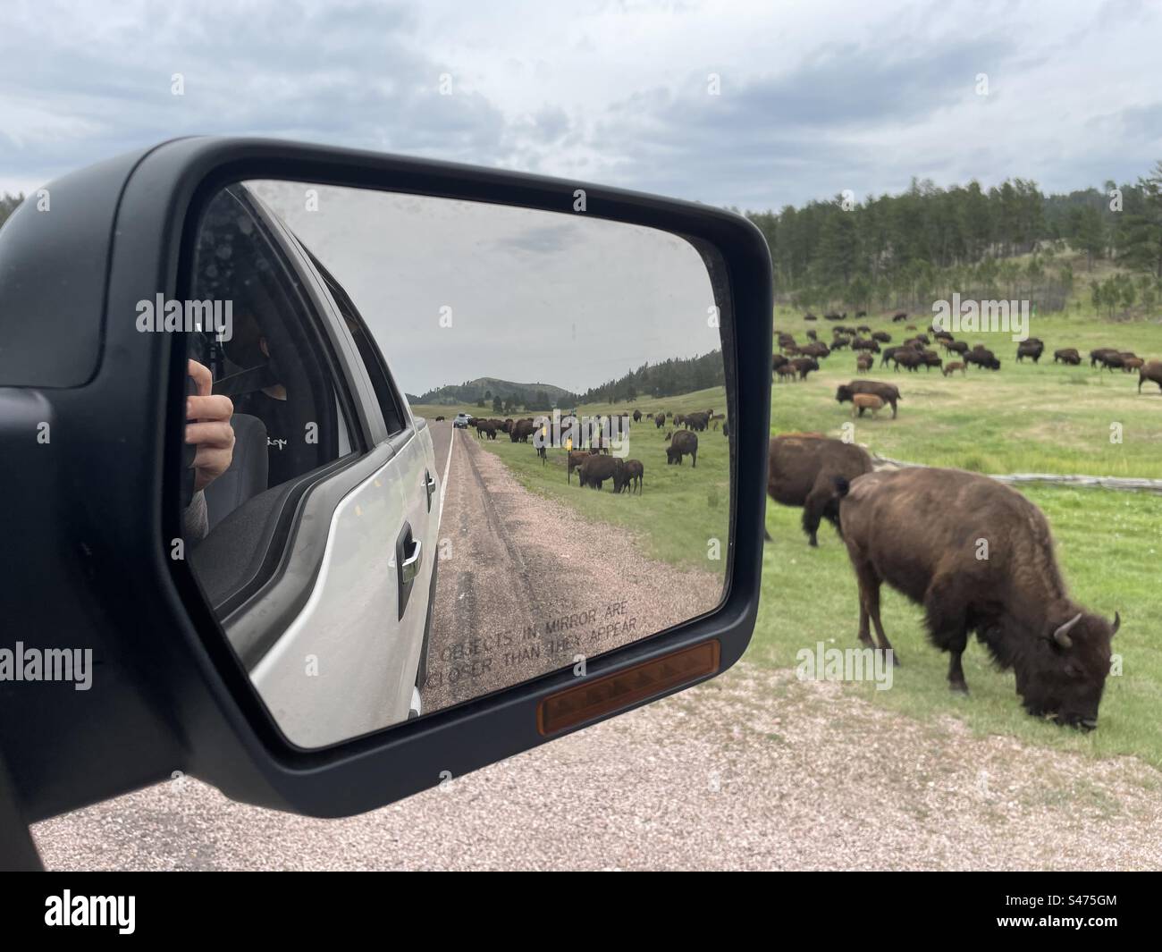 Buffalo herd in rear view mirror Stock Photo - Alamy