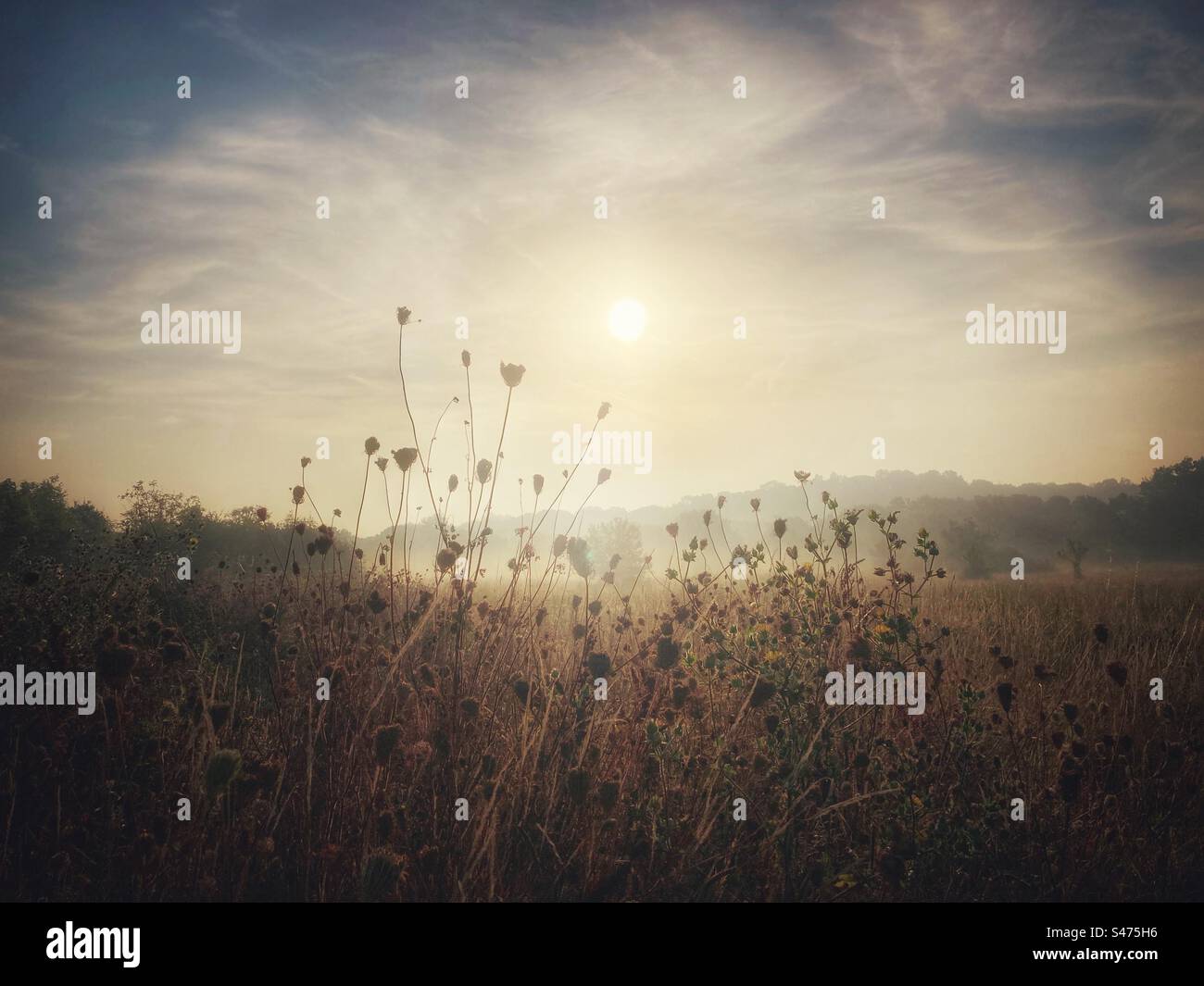 Heads of tall grasses hi-res stock photography and images - Alamy