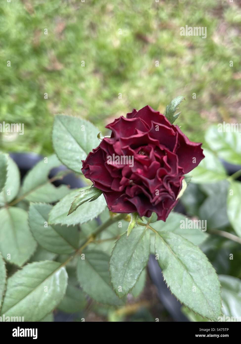 Neighbourhood garden hi-res stock photography and images - Alamy