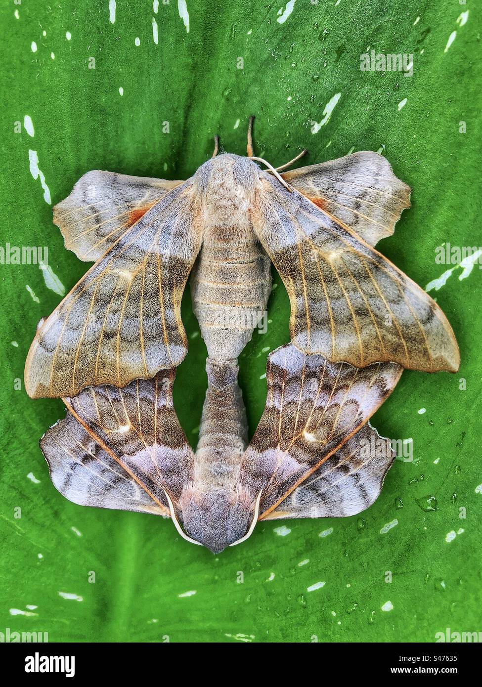 Poplar hawk moth (Laothoe populi) mating pair resting Stock Photo - Alamy