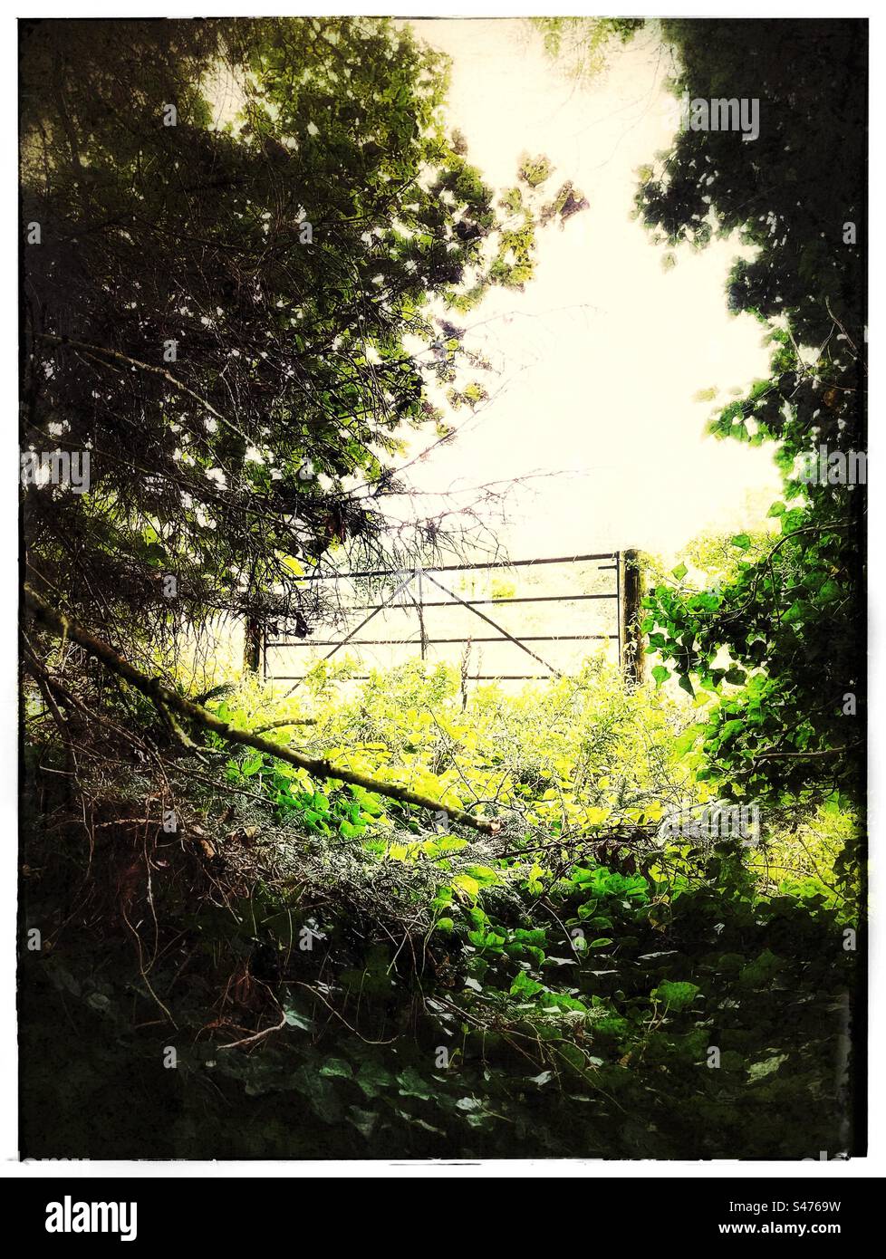 Ivy gate hi-res stock photography and images - Alamy