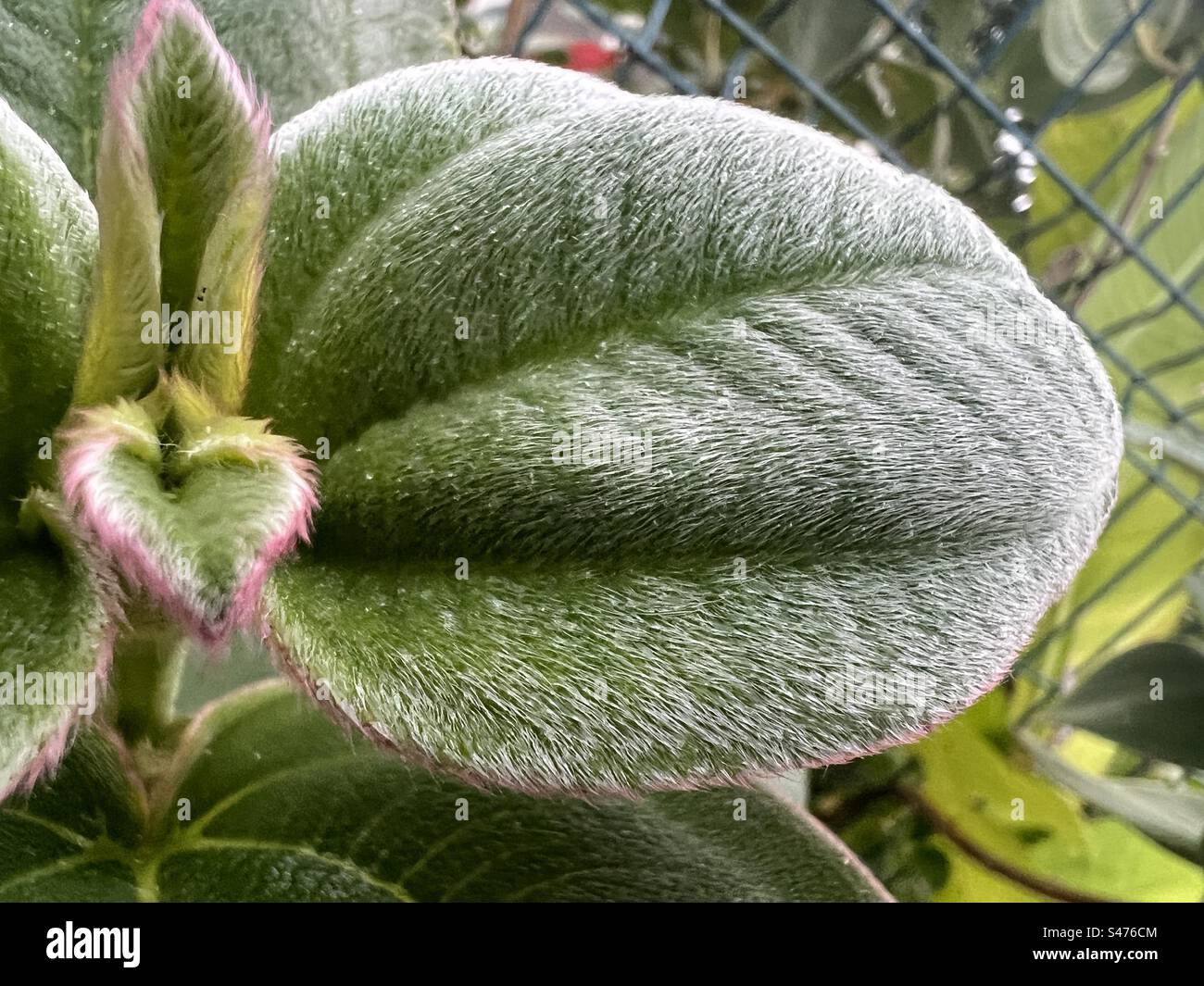 Green and furry hi-res stock photography and images - Alamy