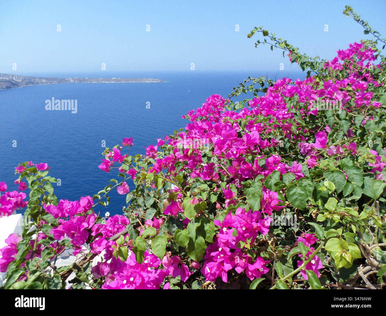 Bougainvillea flowers in Greece Stock Photo - Alamy