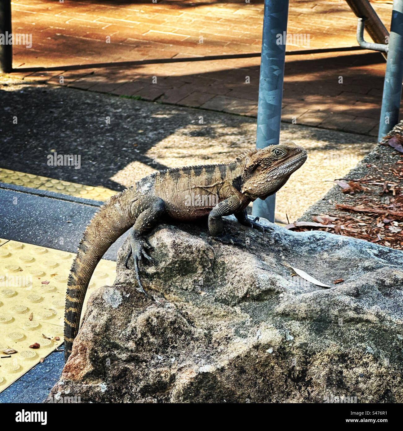 Dragon lizard hi-res stock photography and images - Alamy