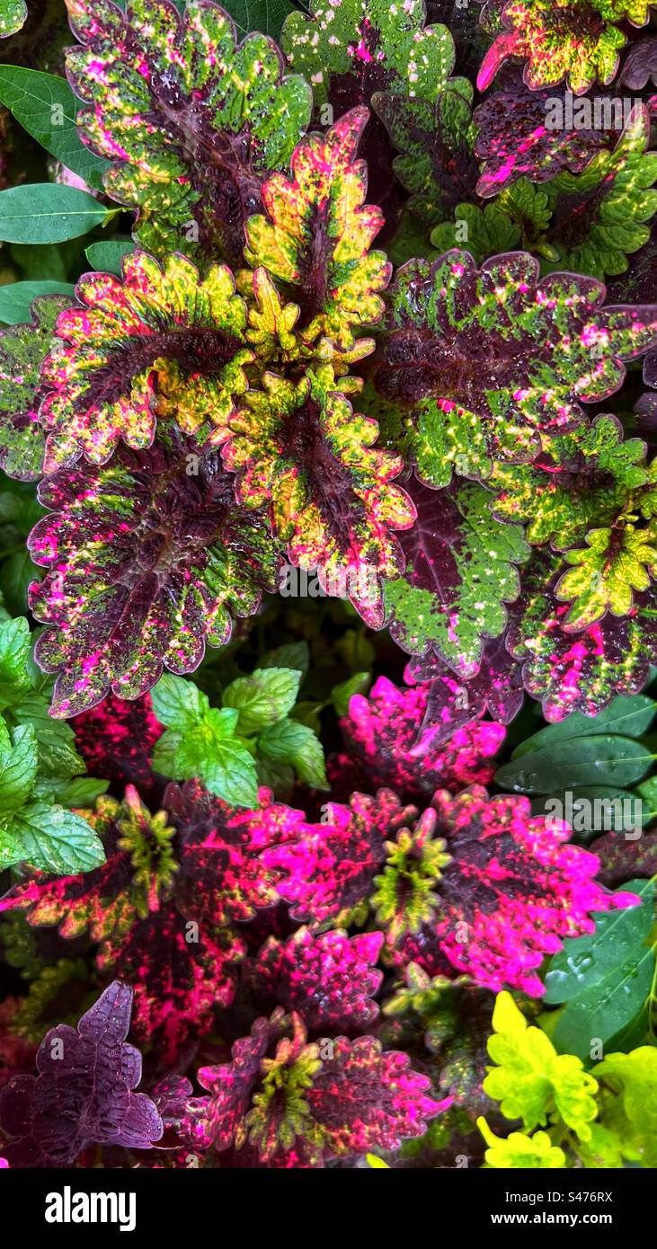 Colorful plants hi-res stock photography and images - Alamy