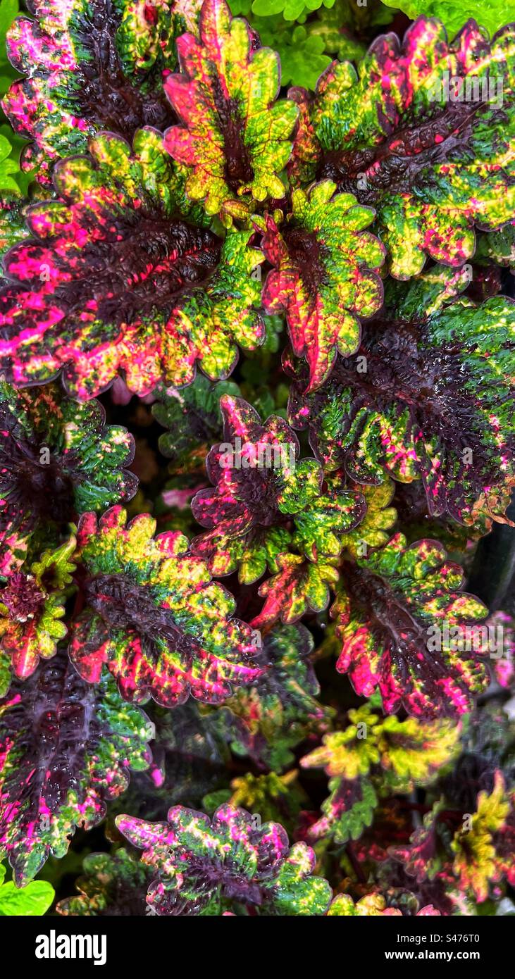 All colors are beautiful hi-res stock photography and images - Alamy