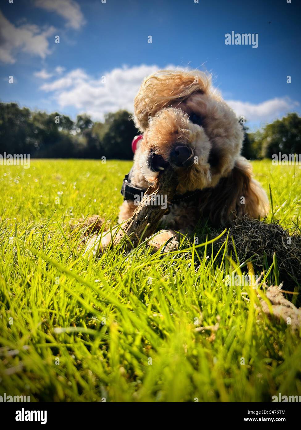 Dog chewing in the sun Stock Photo - Alamy