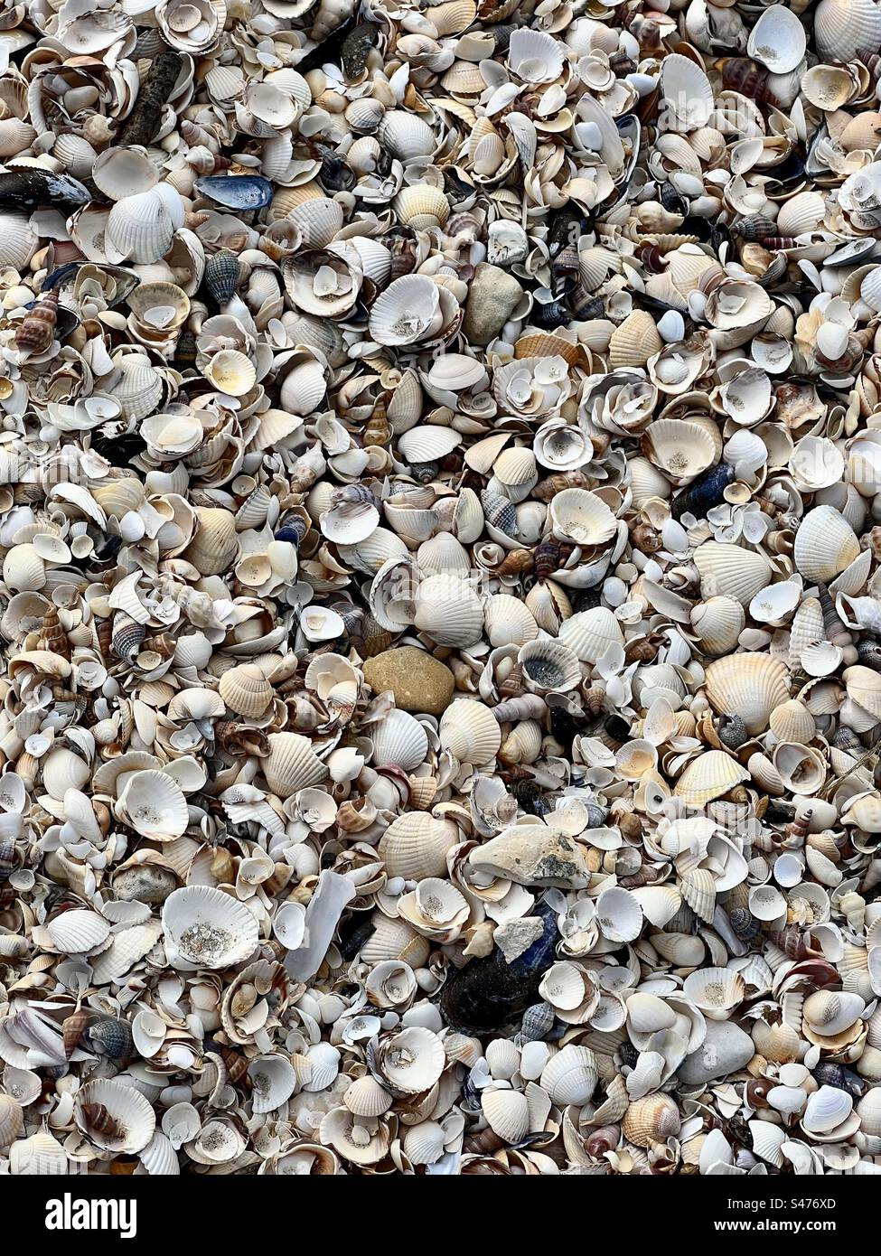 Sommer muscheln hi-res stock photography and images - Alamy