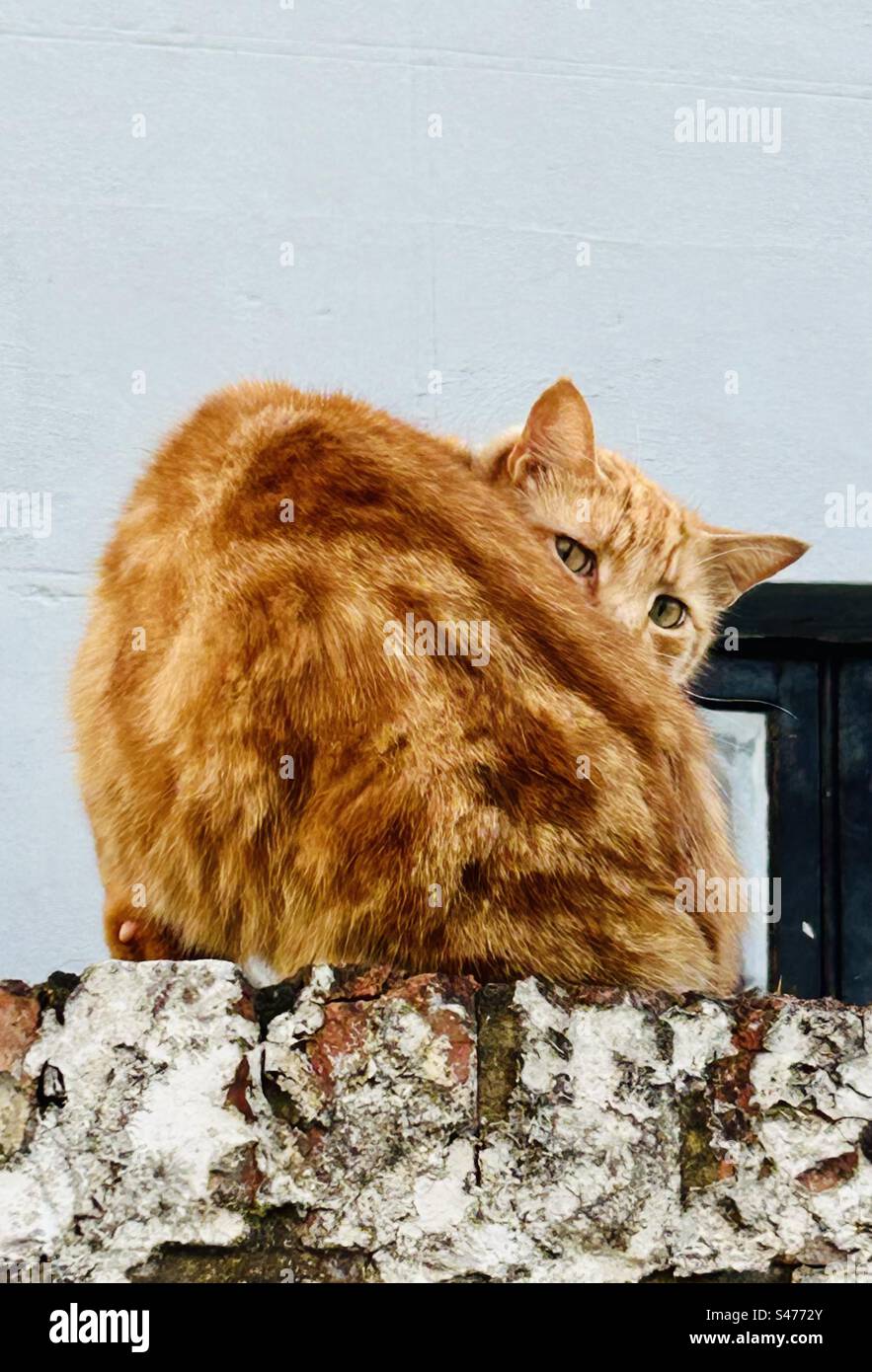 Suspicious cat hi-res stock photography and images - Alamy
