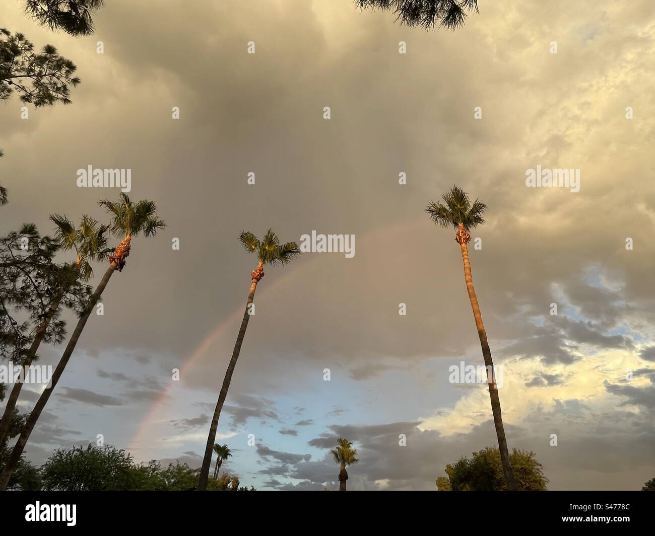 Rainbow with trees hi-res stock photography and images - Alamy