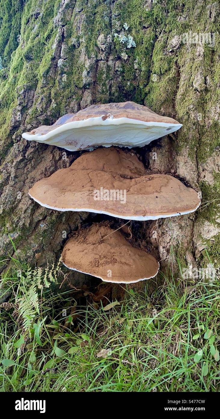 Ganoderma Applanatum The Artists Bracket Artists Conk [1] Artists