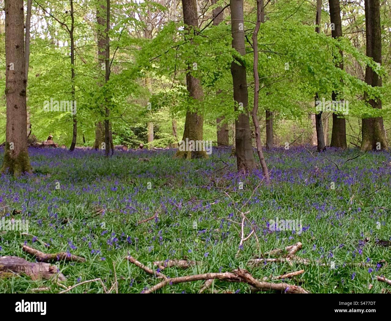 Bluebells in the Forest of Dean Stock Photo - Alamy
