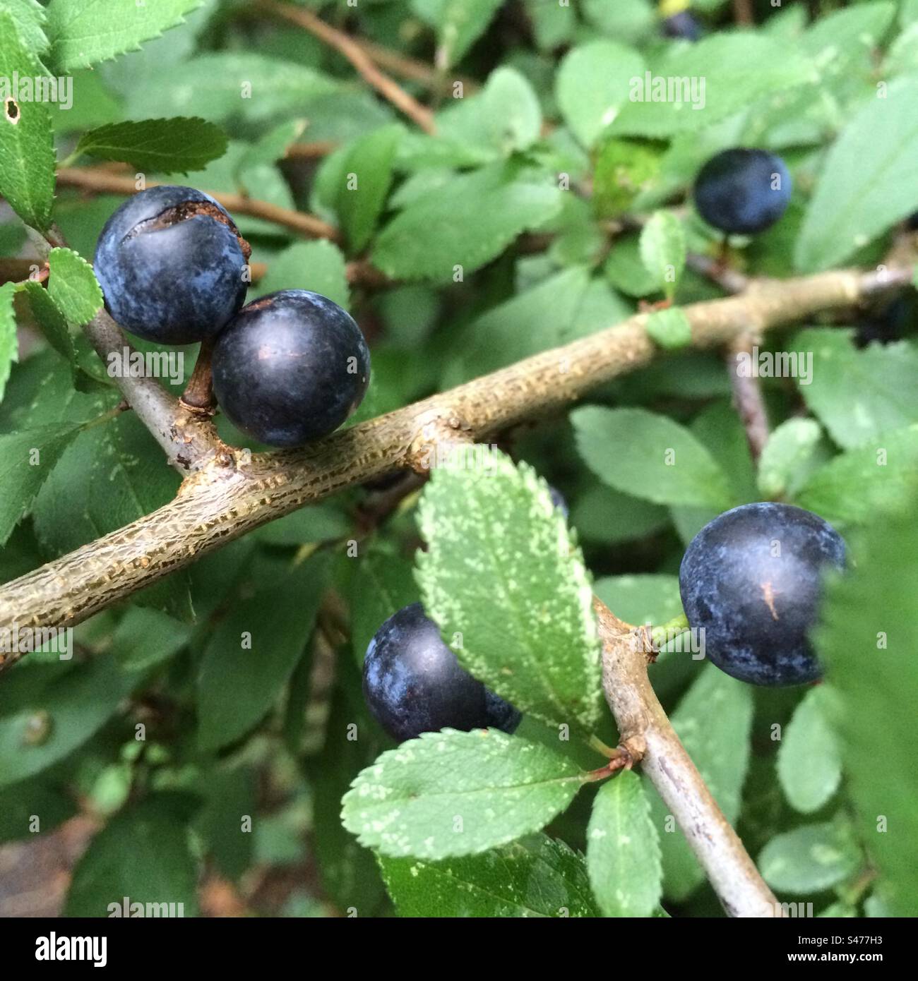 Homemade sloe gin hi-res stock photography and images - Alamy