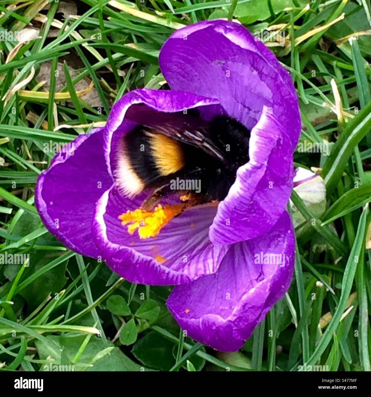Purple fluffy flower hi-res stock photography and images - Alamy