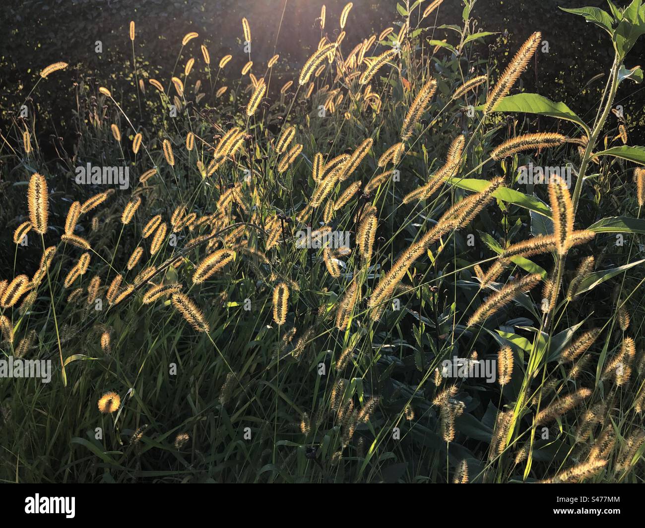 Blooming blades of grass in opposite light Stock Photo - Alamy