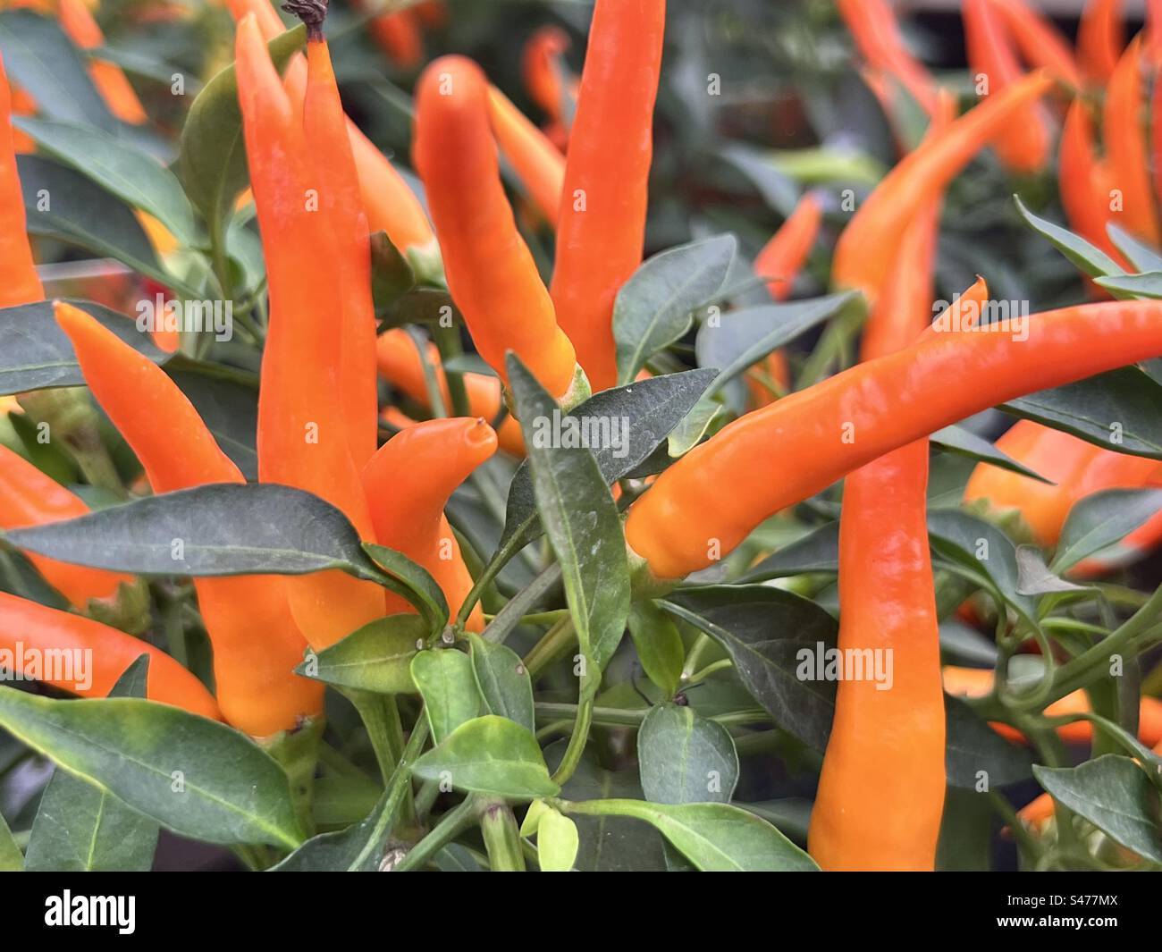Orange chilli hi-res stock photography and images - Alamy