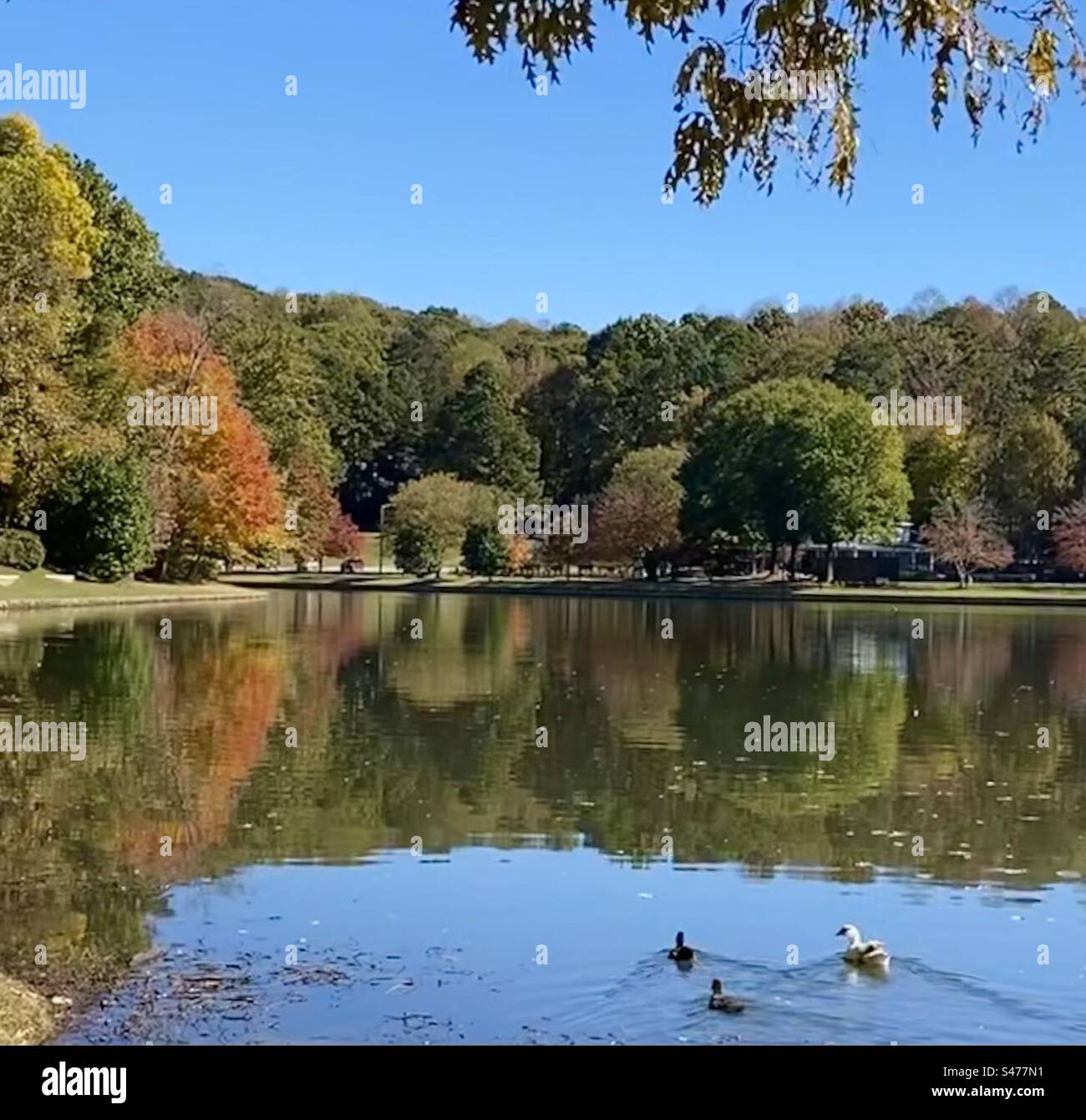 Ducks autumn lake hi-res stock photography and images - Alamy