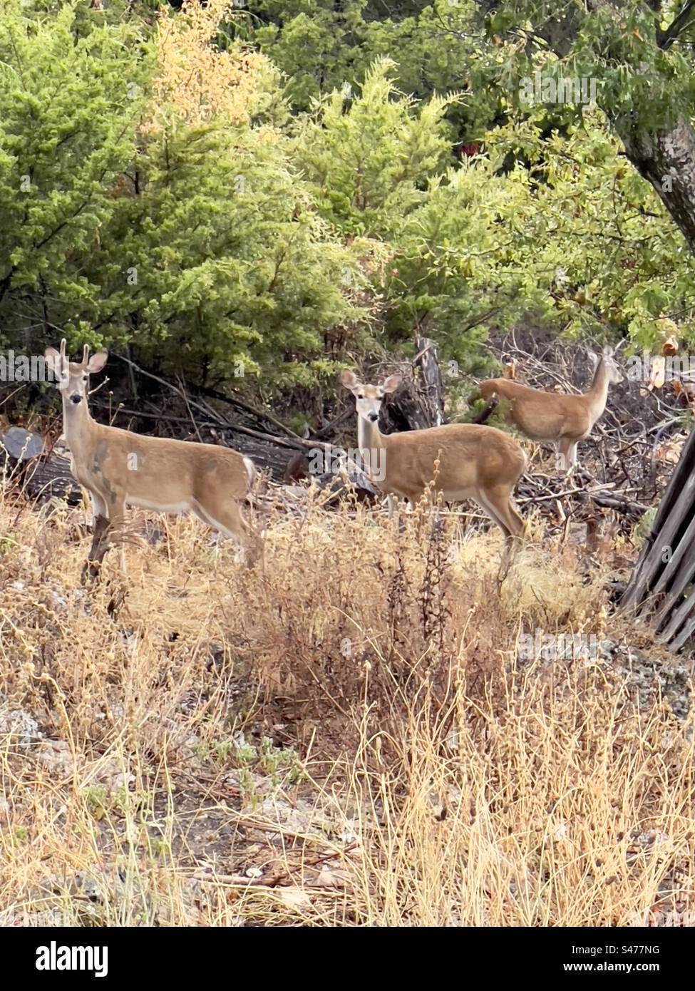 Three White Tail Deer in a forest located in the Texas Hill Country ...