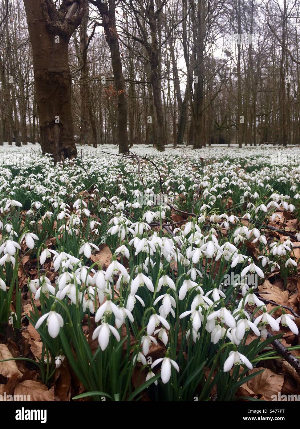 Snowdrops at Welford Park Stock Photo - Alamy