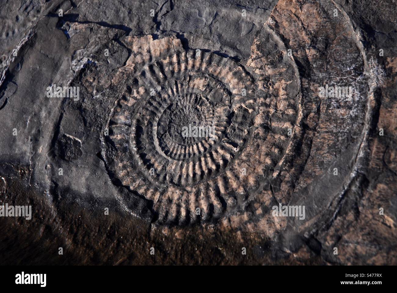 Extinct ammonite rock geology ancient sedimentary hi-res stock ...