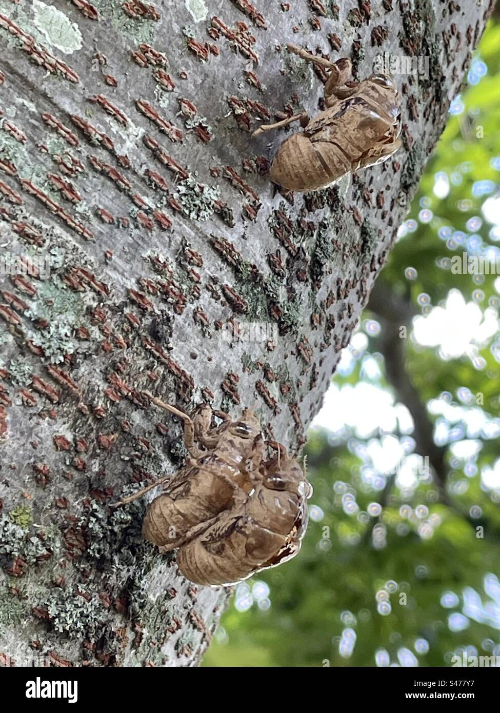 Cicadas shells hi-res stock photography and images - Alamy