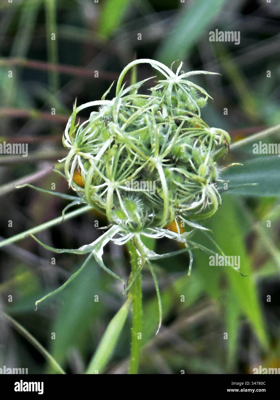 Stringy hi-res stock photography and images - Alamy