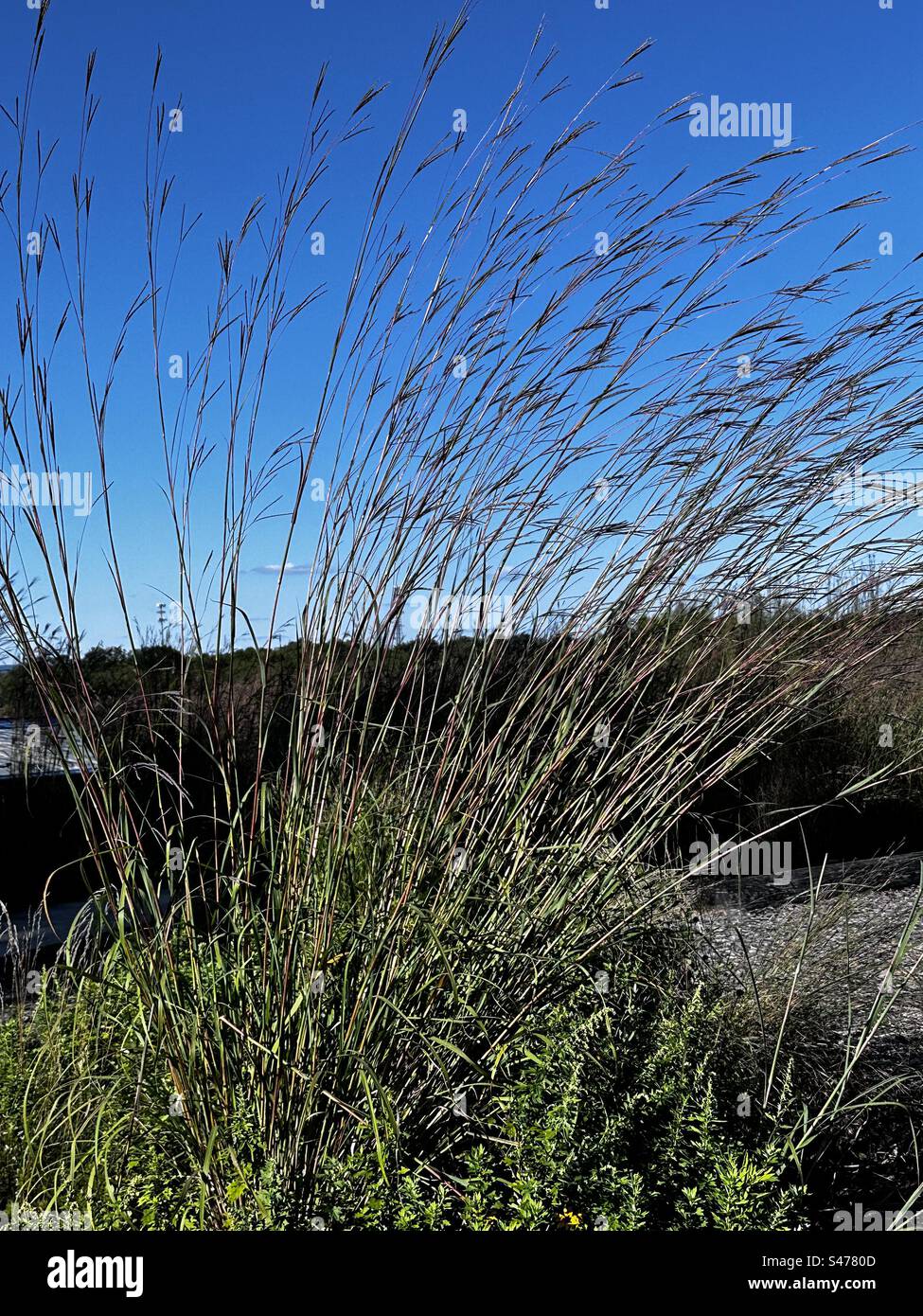 Tall stalks hi-res stock photography and images - Alamy