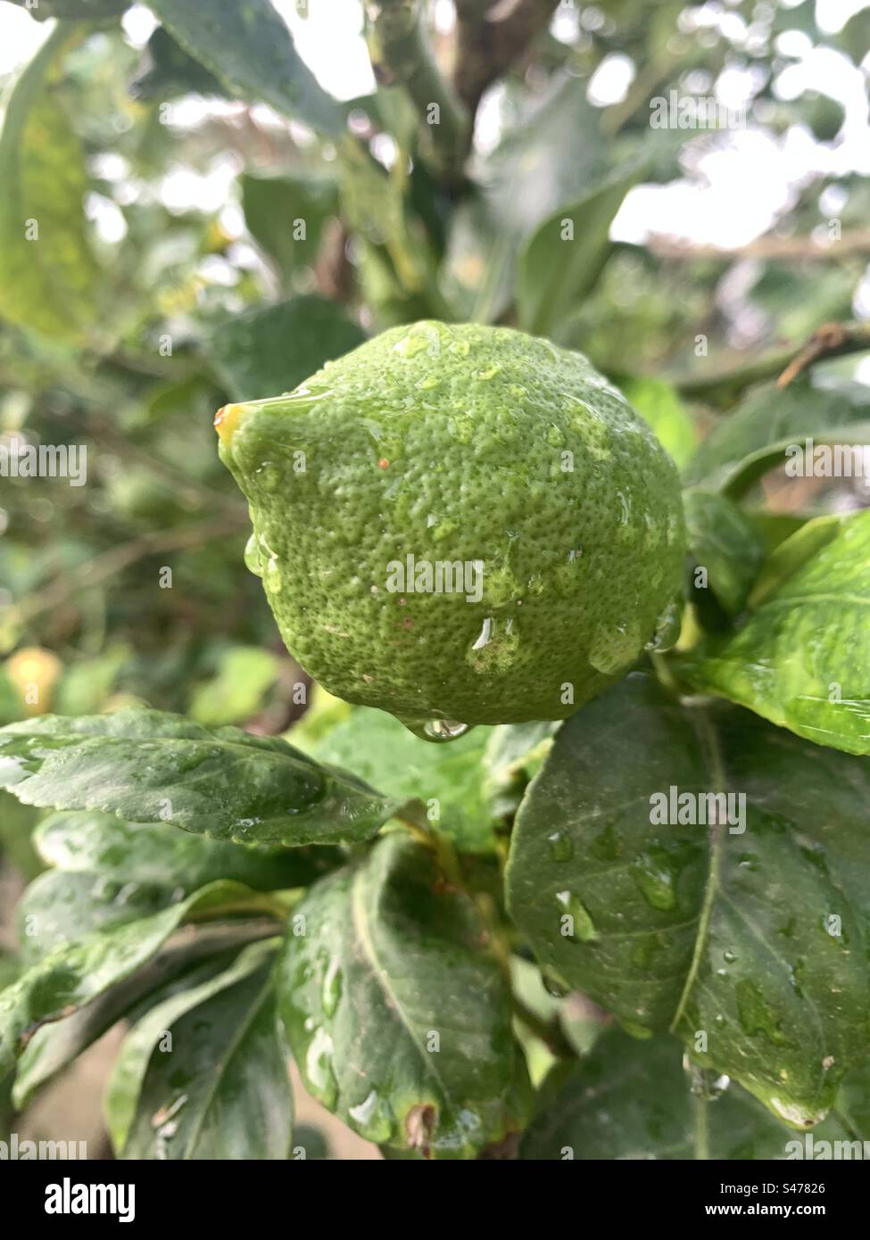 Lemon with rain water on top Stock Photo - Alamy