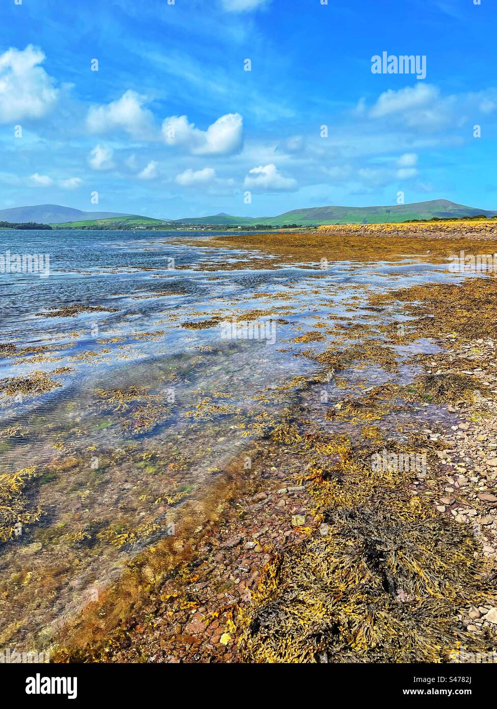 Dingle harbour as seen from the eastern side looking north east towards ...