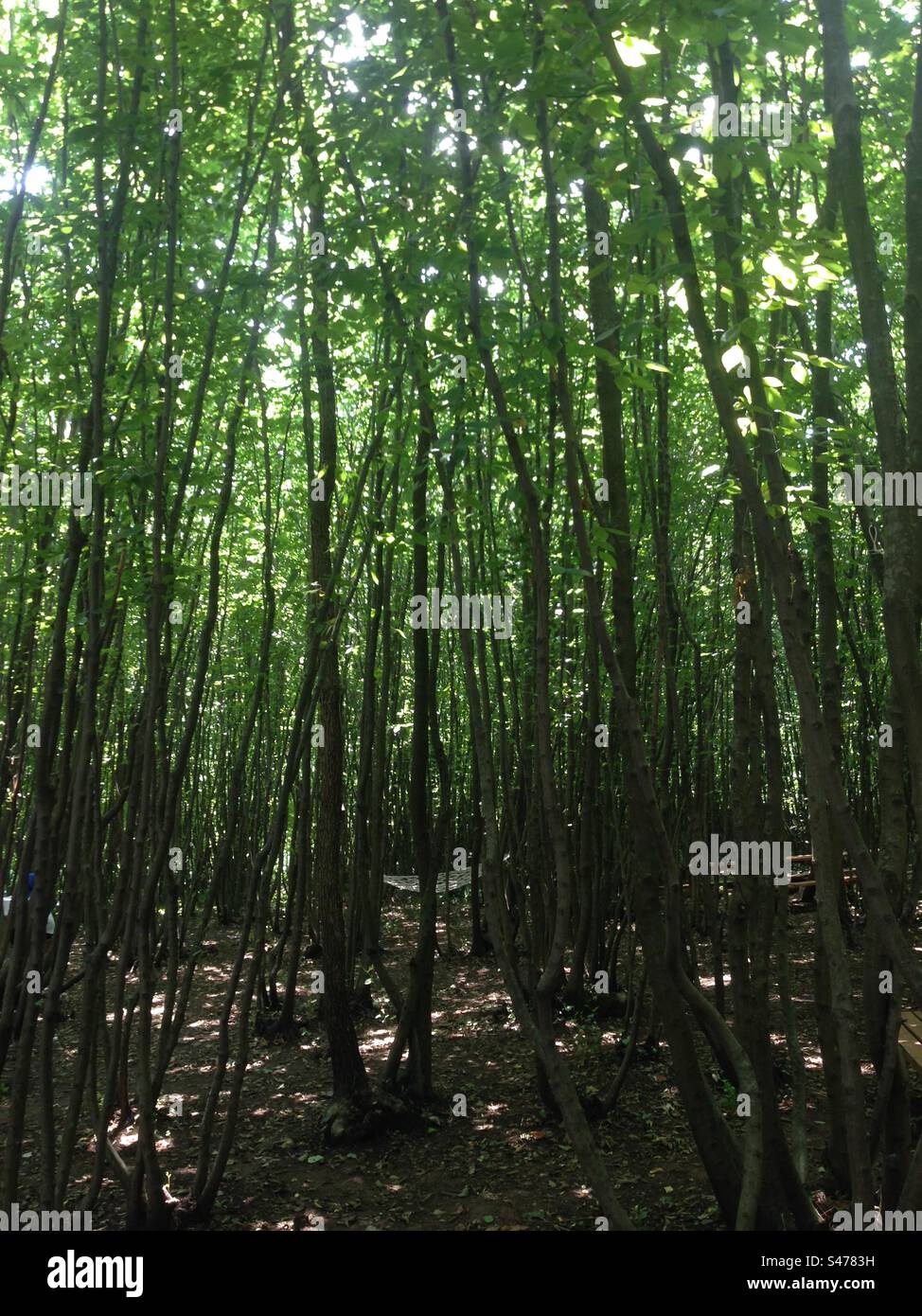 Cool forest shade hi-res stock photography and images - Alamy