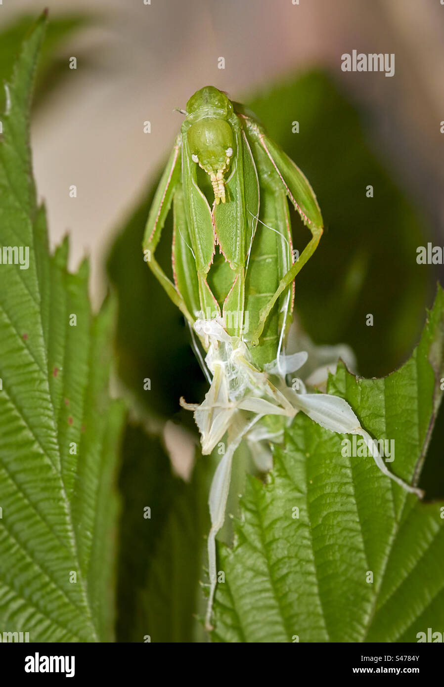 Phyllium changing leaf takes off its clothes. it looks like the insect ...