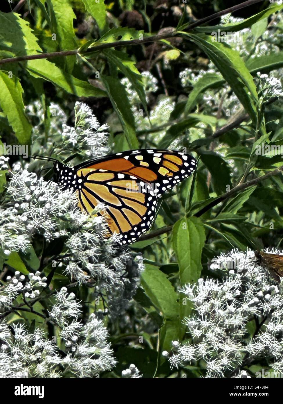Monarch butterfly white hi-res stock photography and images - Alamy