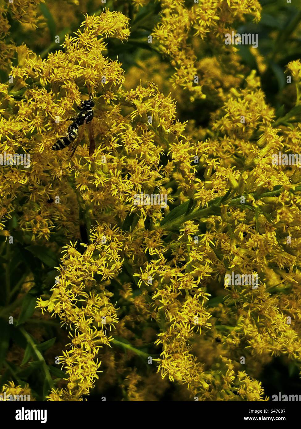 Camouflage bee hi-res stock photography and images - Alamy