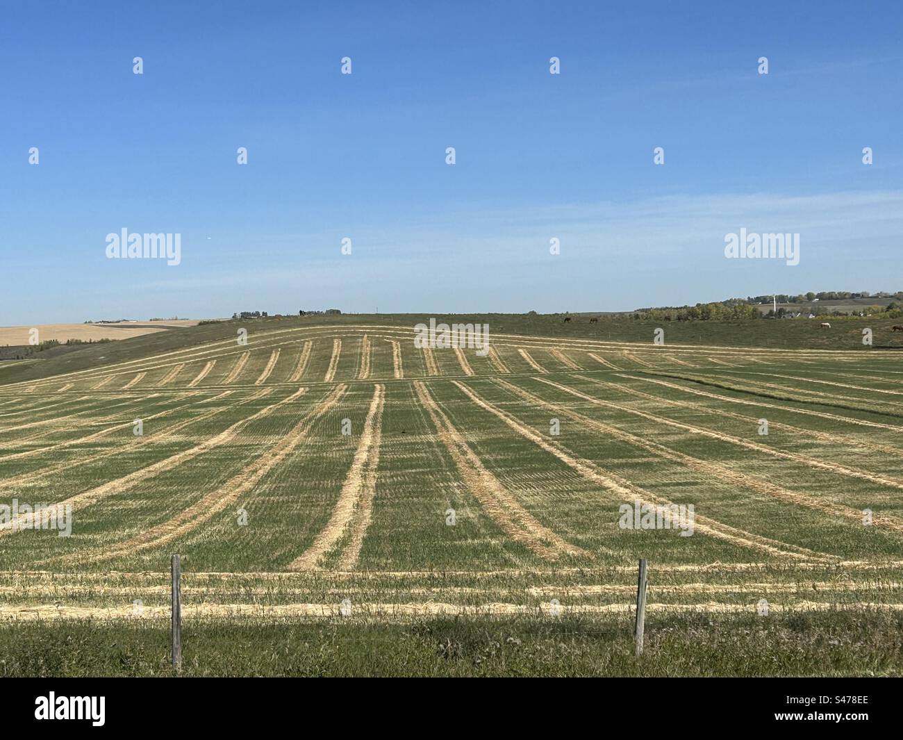 Harvesting in Alberta, Canada, swathing, swath, agriculture, farming ...