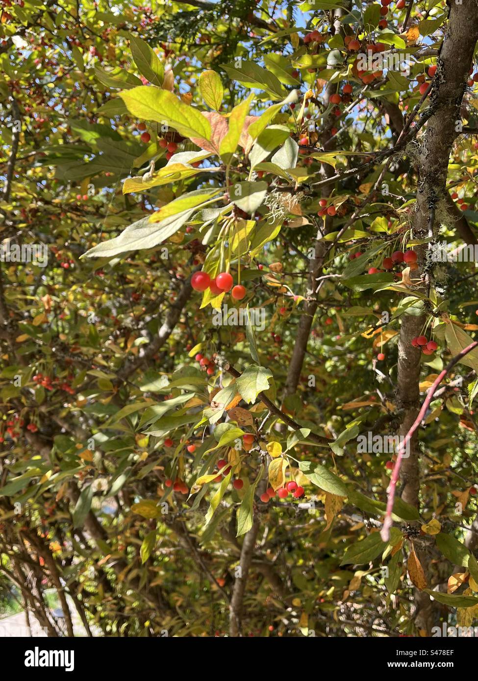 Summer foliage hi-res stock photography and images - Alamy