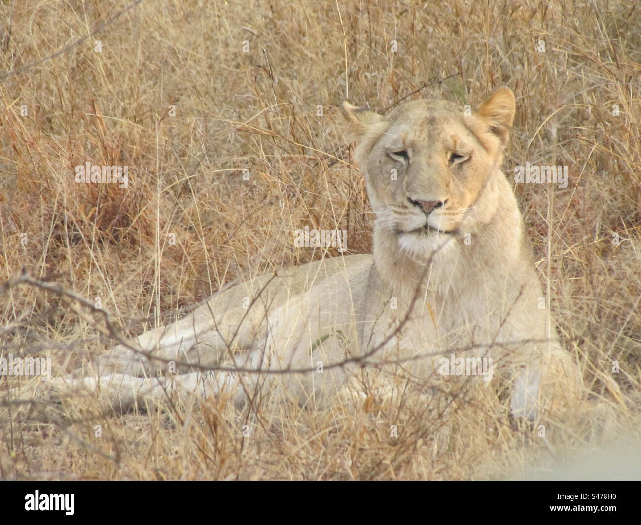 Lion big five hi-res stock photography and images - Alamy
