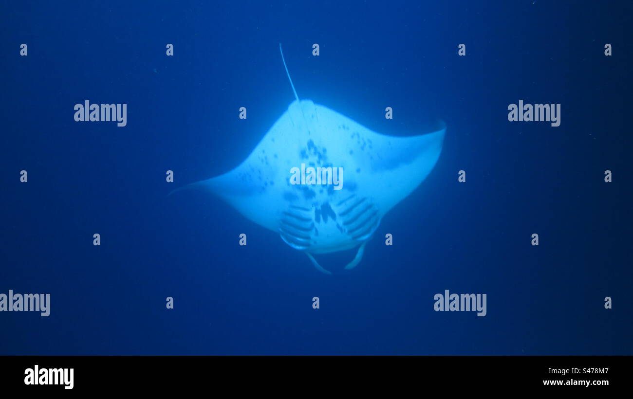 Manta rays hawaii hi-res stock photography and images - Alamy