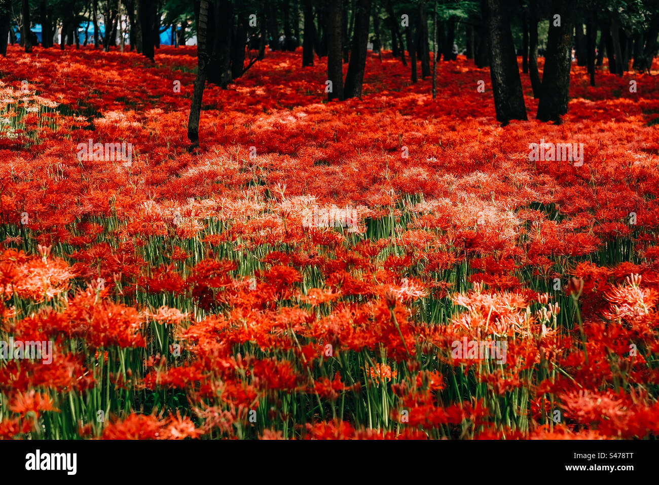 Orange flower field hi-res stock photography and images - Alamy