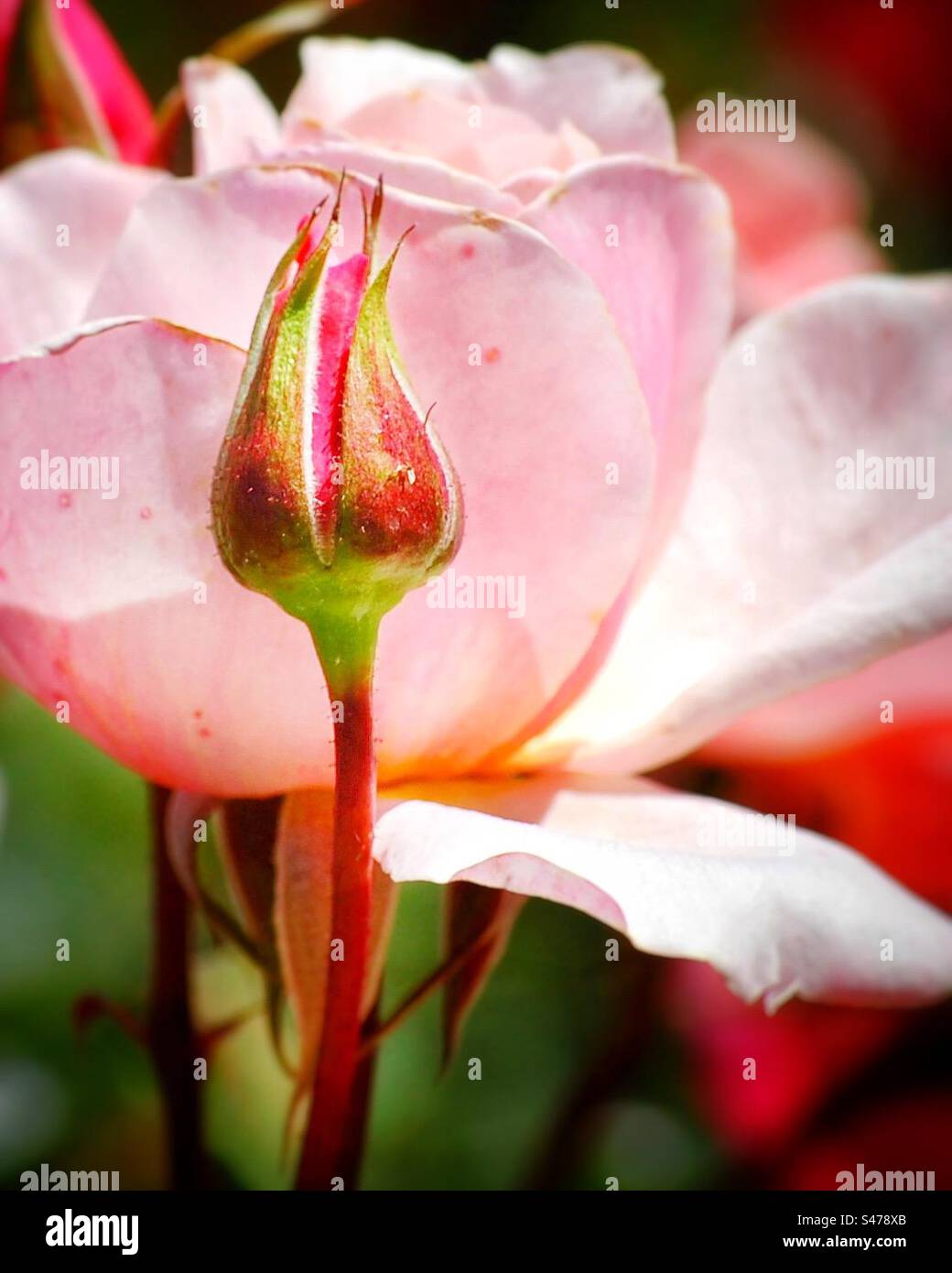 Rosebud pink hi-res stock photography and images - Alamy