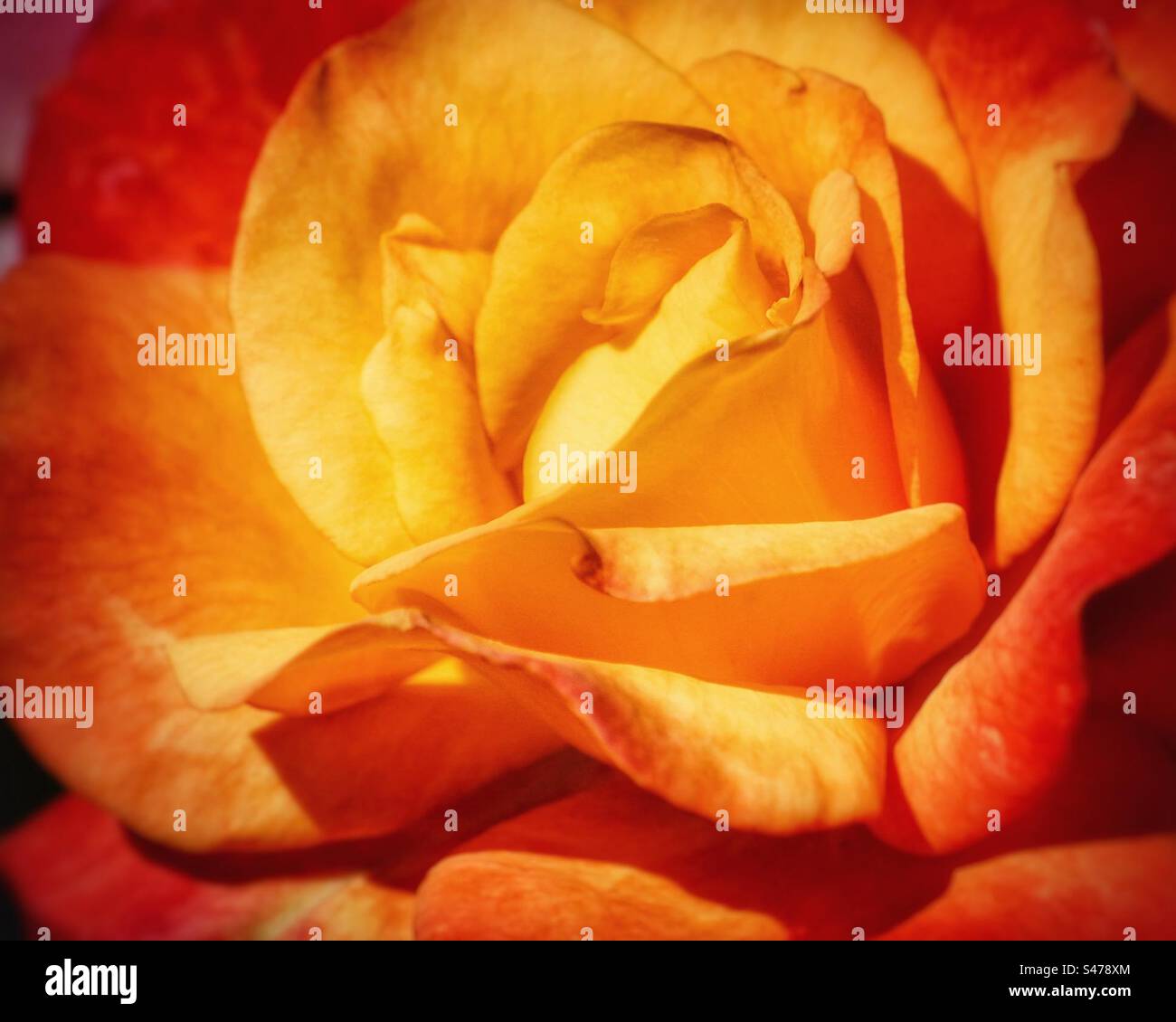 Rose of friendship hi-res stock photography and images - Alamy