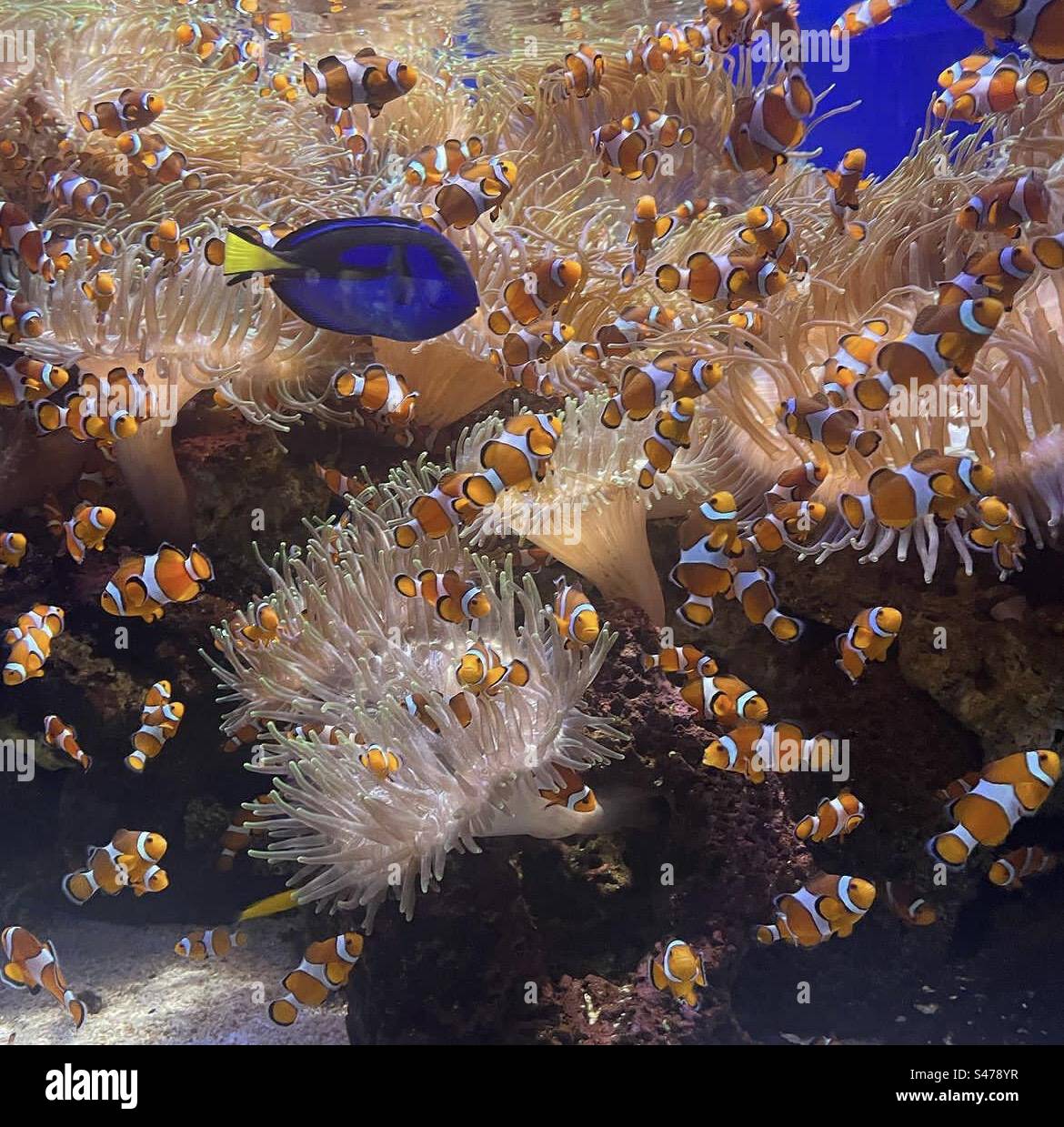 Nemos and a Dory Stock Photo - Alamy