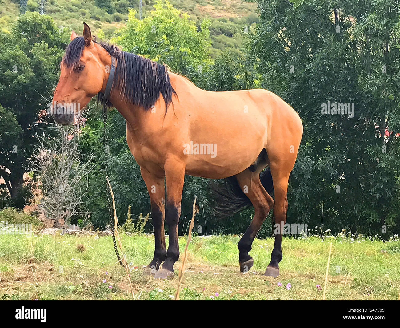 Adult chestnut horse hi-res stock photography and images - Alamy