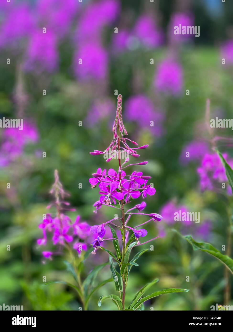 Medicinal wildflowers hi-res stock photography and images - Alamy