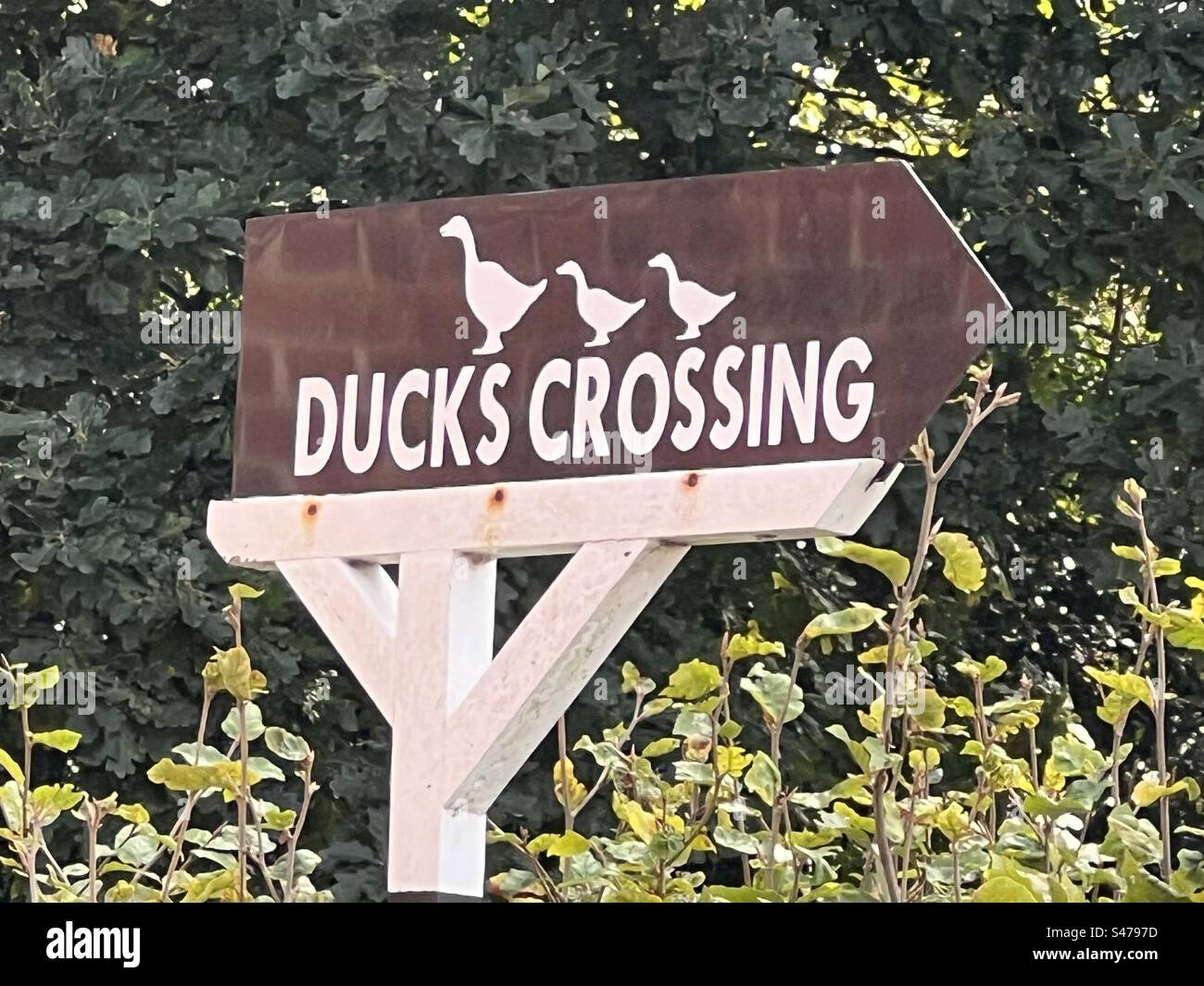Ducks crossing sign with white painted ducks Stock Photo - Alamy