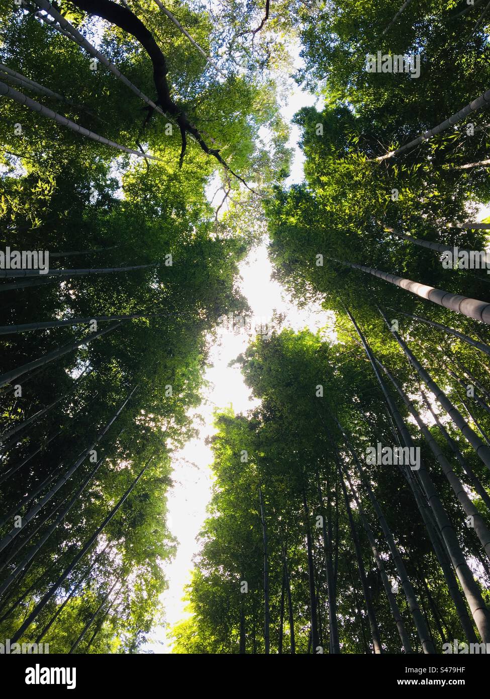Bamboo shades hi-res stock photography and images - Alamy
